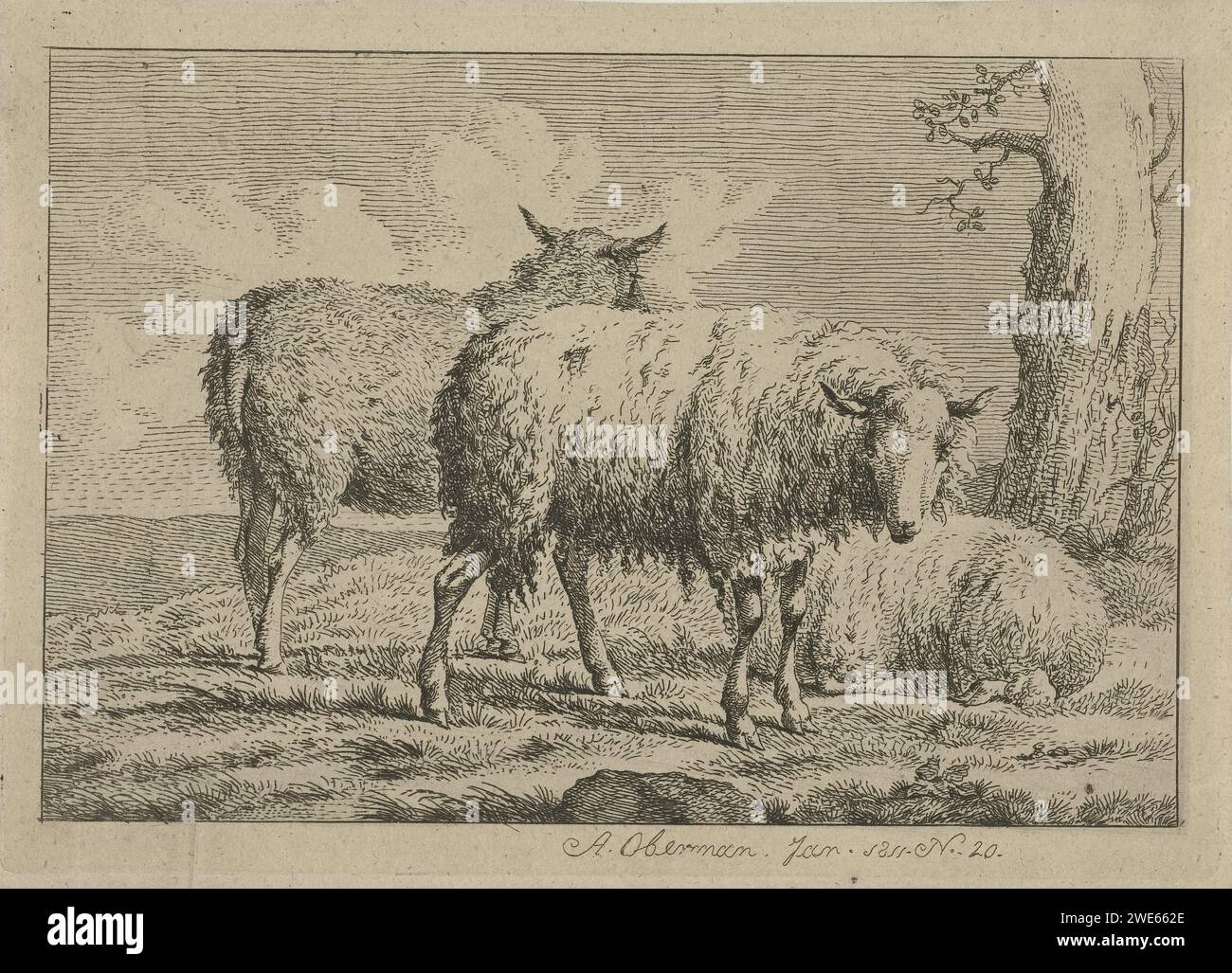 Three sheep by a tree, Anthony Oberman, 1811 print Amsterdam paper ...