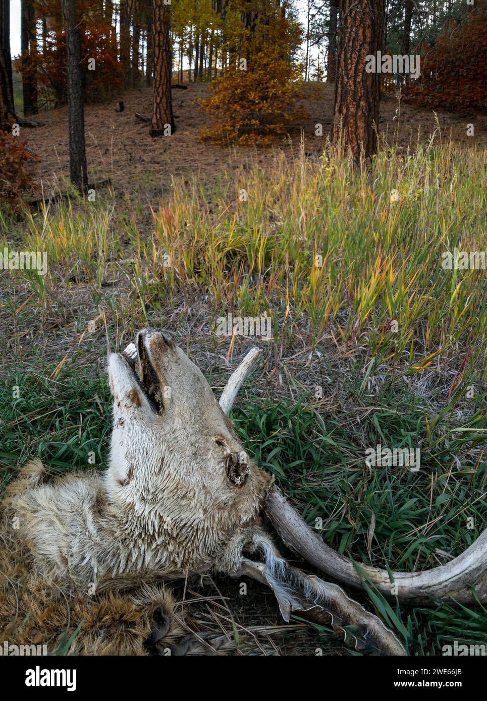 Mule deer buck carcass along a roadway in Santa Fe Narional Forest near ...