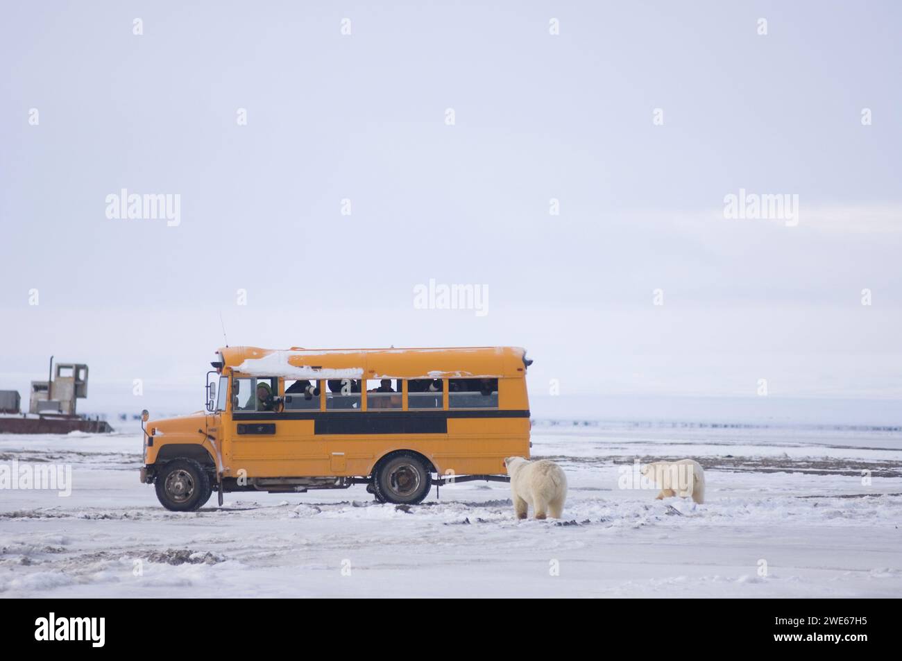 polar bears Ursus maritimus young bear travels across newly formed pack ...
