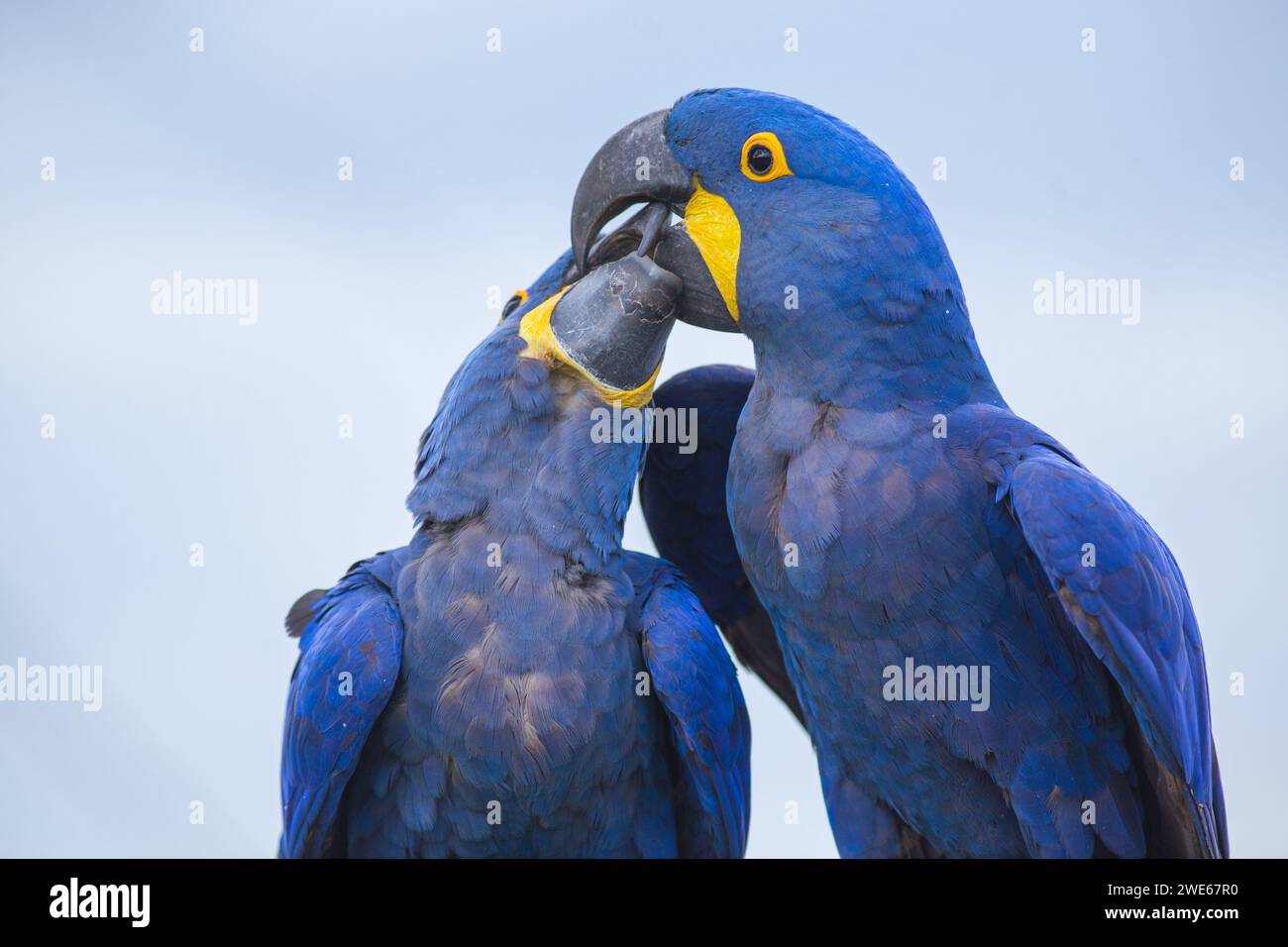 Portrait of two big blue parrots Hyacinth Macaws kissing, or Anodorhynchus hyacinthinus ...