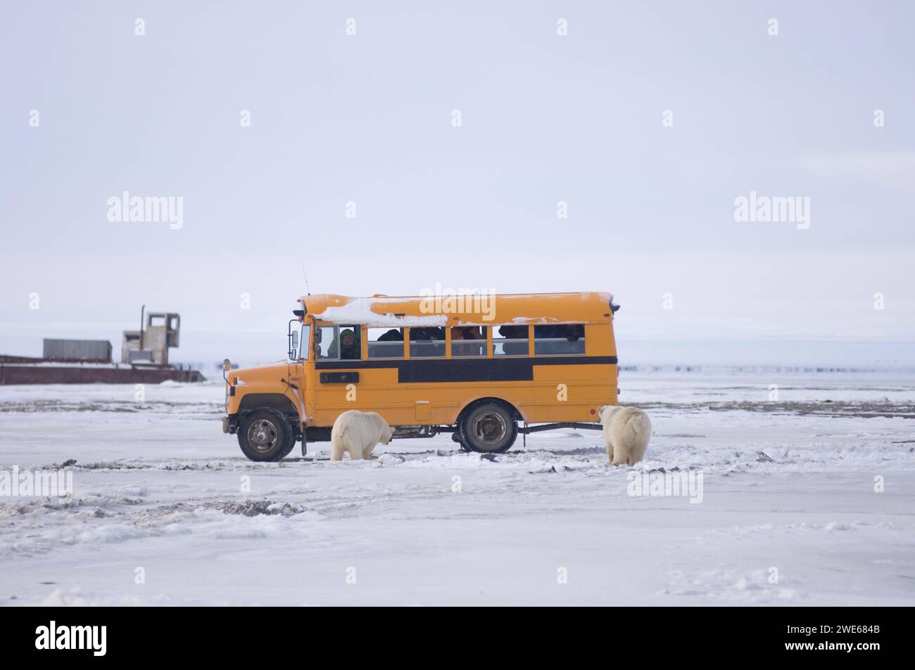 polar bears Ursus maritimus young bear travels across newly formed pack ...