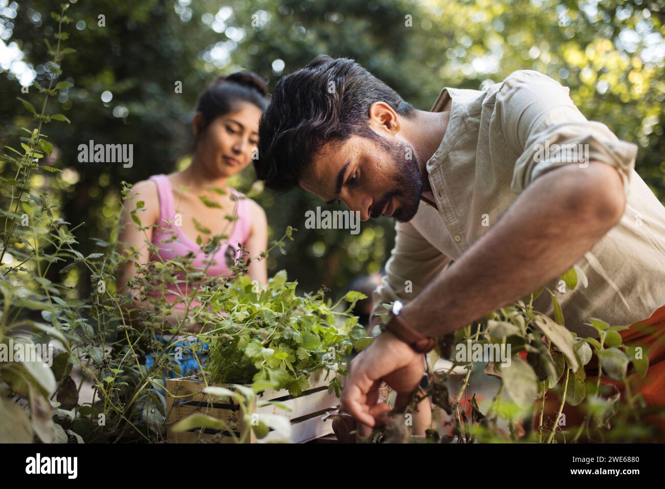 People working in community garden planting herbs at neighbourhood ...