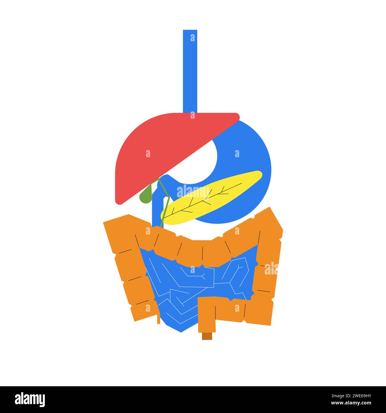 Human intestines shapes Cut Out Stock Images & Pictures - Alamy