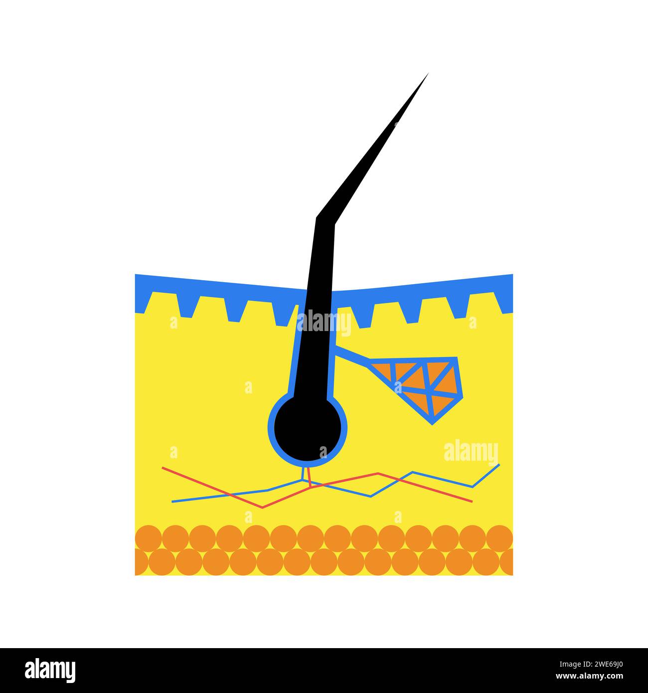 Epidermal layers hi-res stock photography and images - Alamy