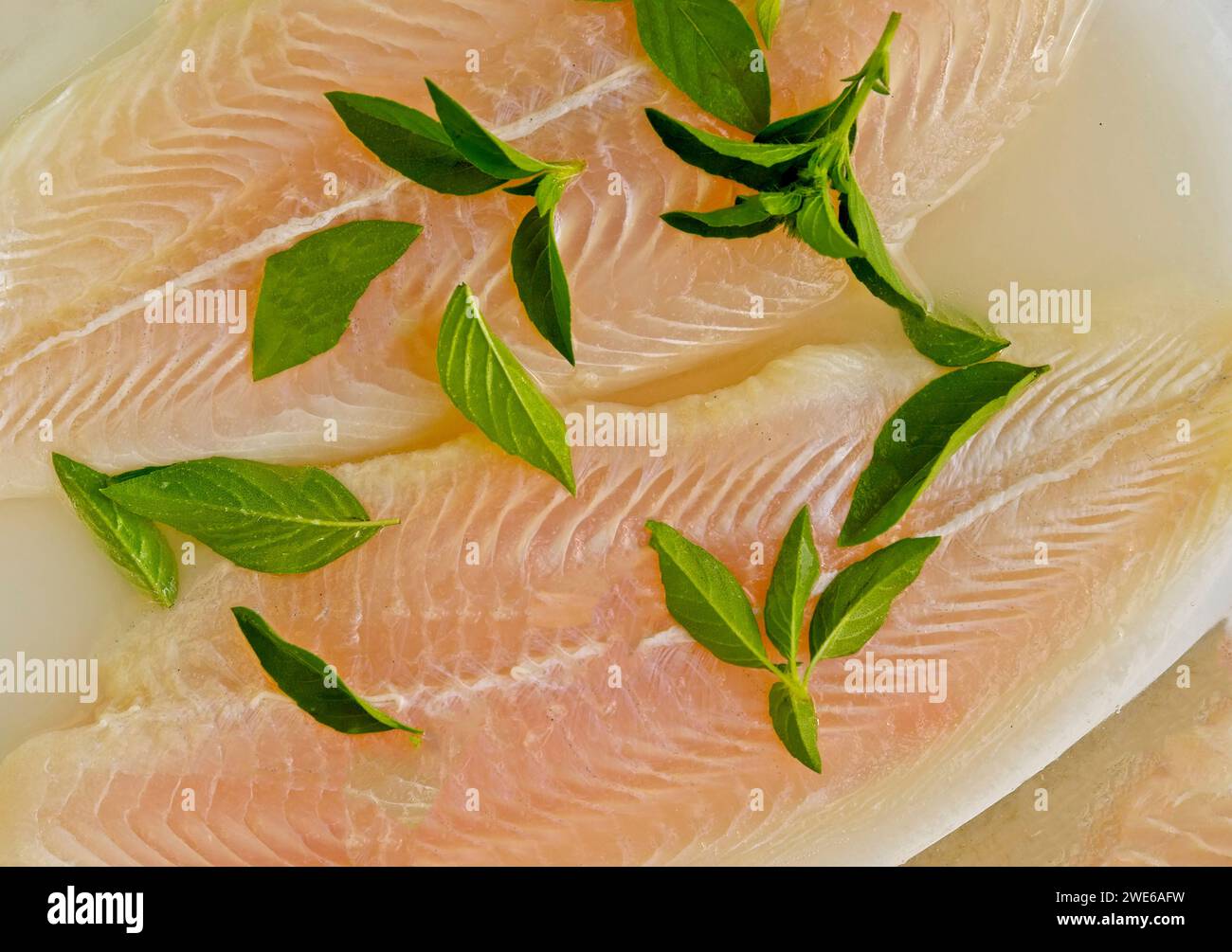 Raw sole fillets with Thai basil Stock Photo - Alamy