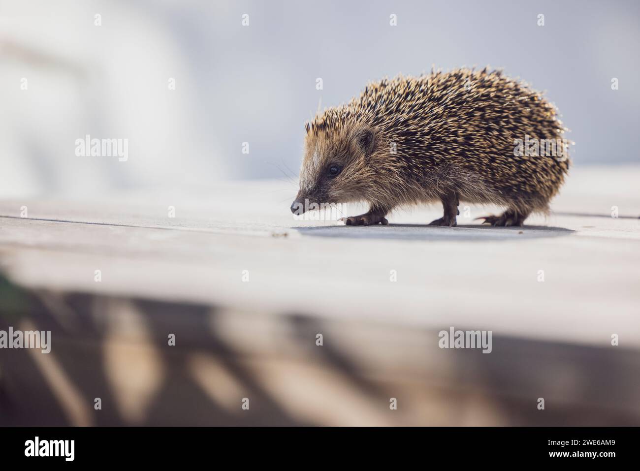 Cute hedgehog walking on wooden terrace Stock Photo - Alamy