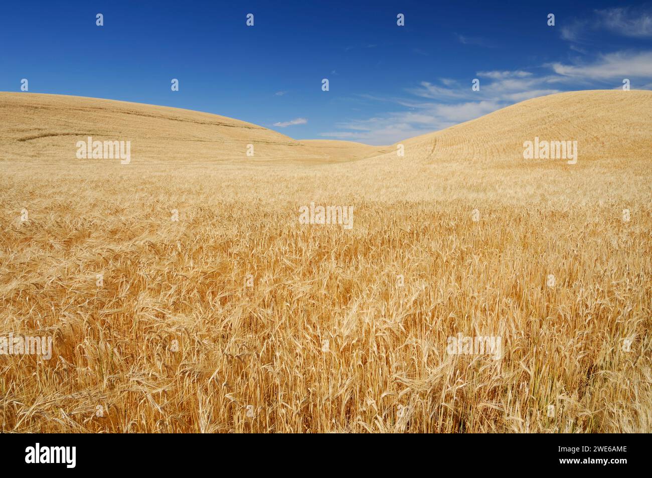 Washington state usa field hi-res stock photography and images - Alamy