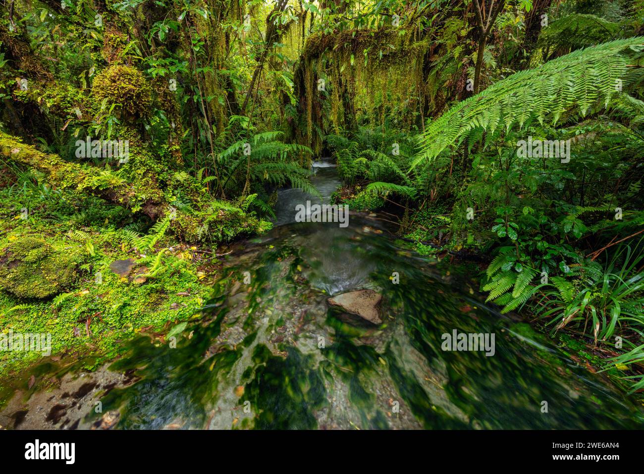 New Zealand, South Island, Stream flowing through lush green forest in ...