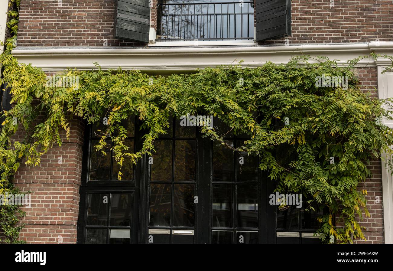 Plants grown over door on building Stock Photo - Alamy
