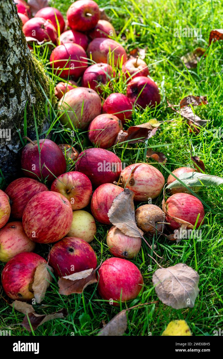 Ripe grass hi-res stock photography and images - Alamy