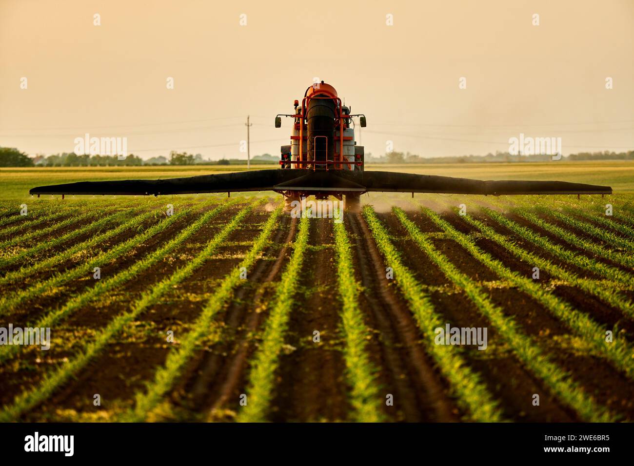 Tractor spraying fertilizer on corn crops in field under sky at sunset ...