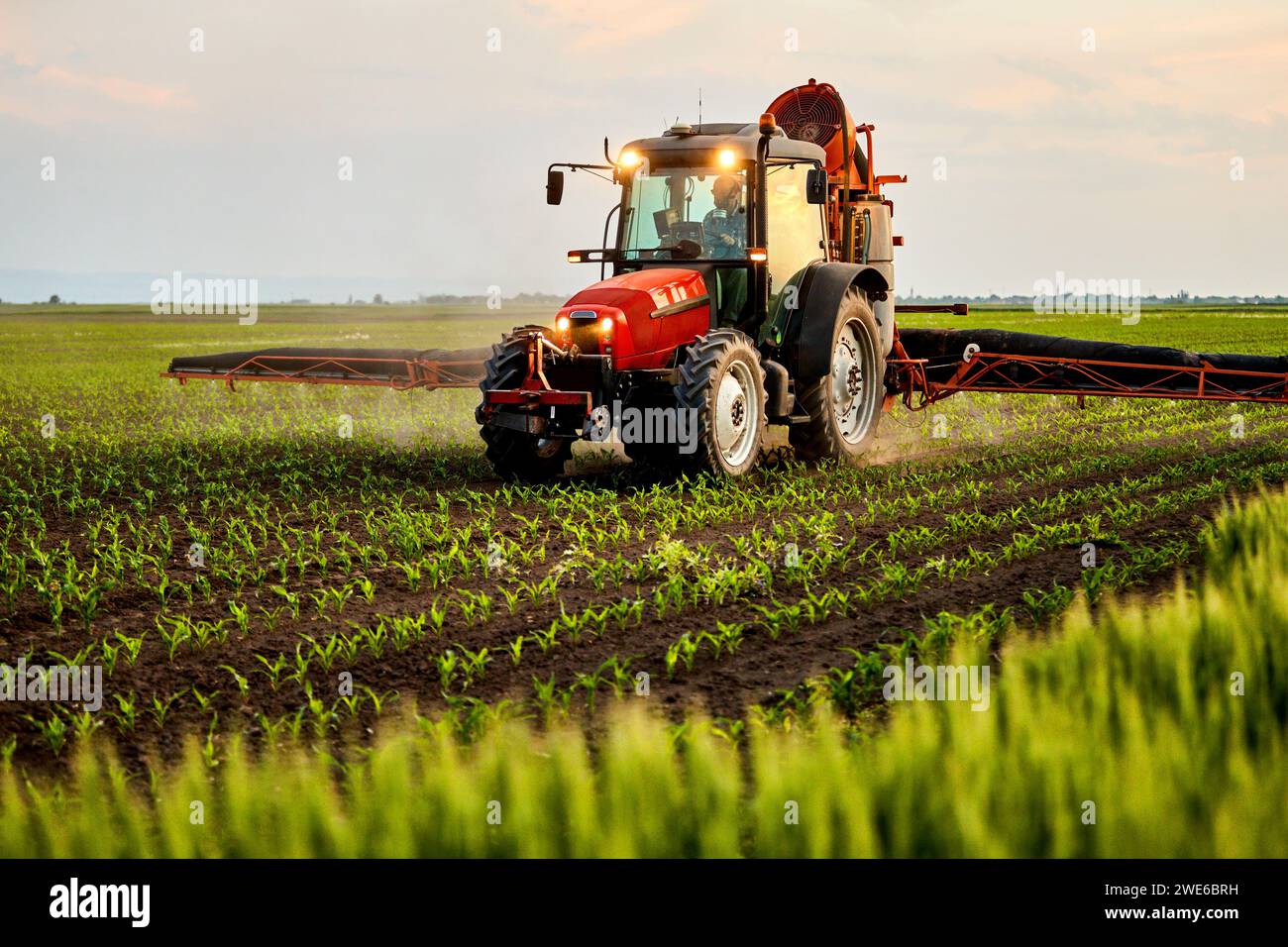 Farmer in tractor spraying fertilizer on corn field at sunset Stock ...