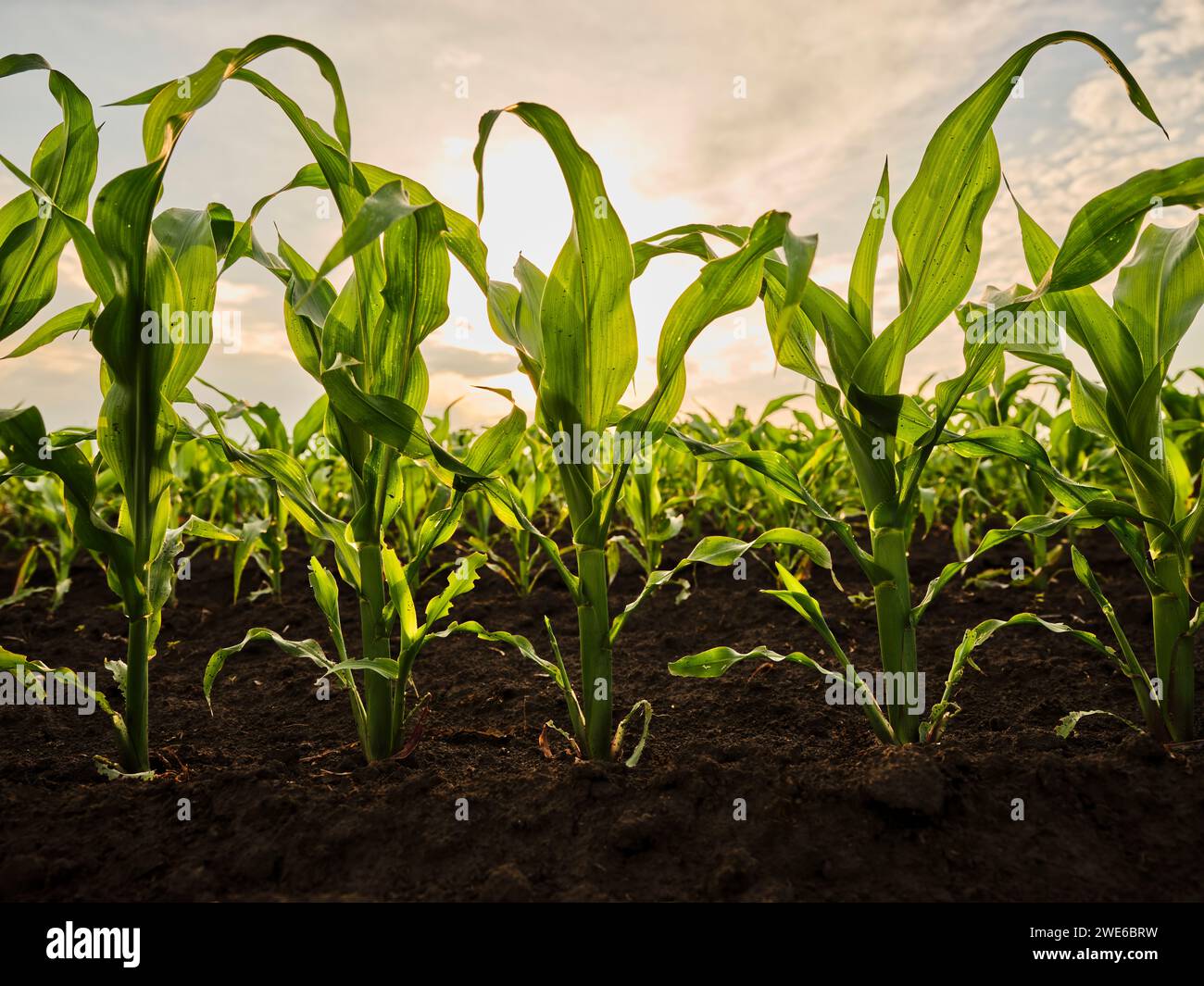Corn crops in field at sunset Stock Photo - Alamy