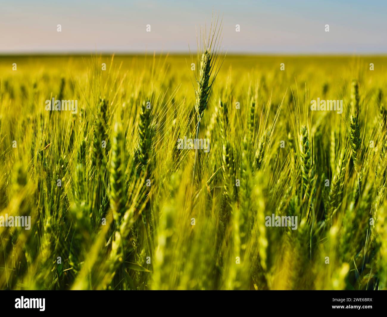 Cultivated wheat crops hi-res stock photography and images - Alamy