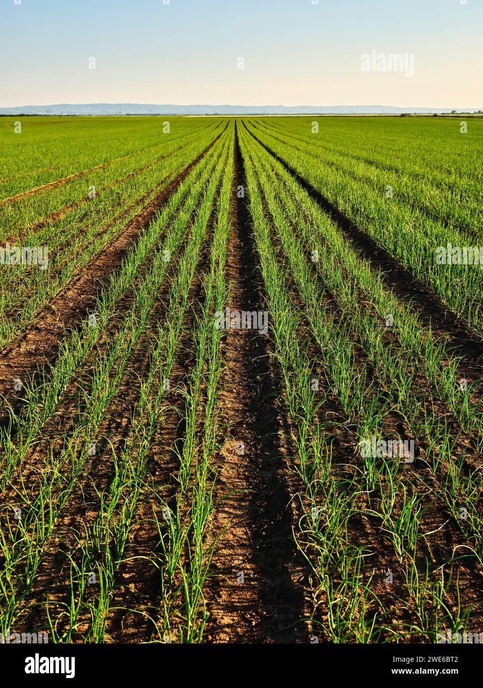Plants on a row hi-res stock photography and images - Alamy
