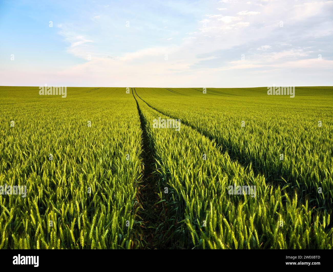 Cultivated wheat crops hi-res stock photography and images - Alamy
