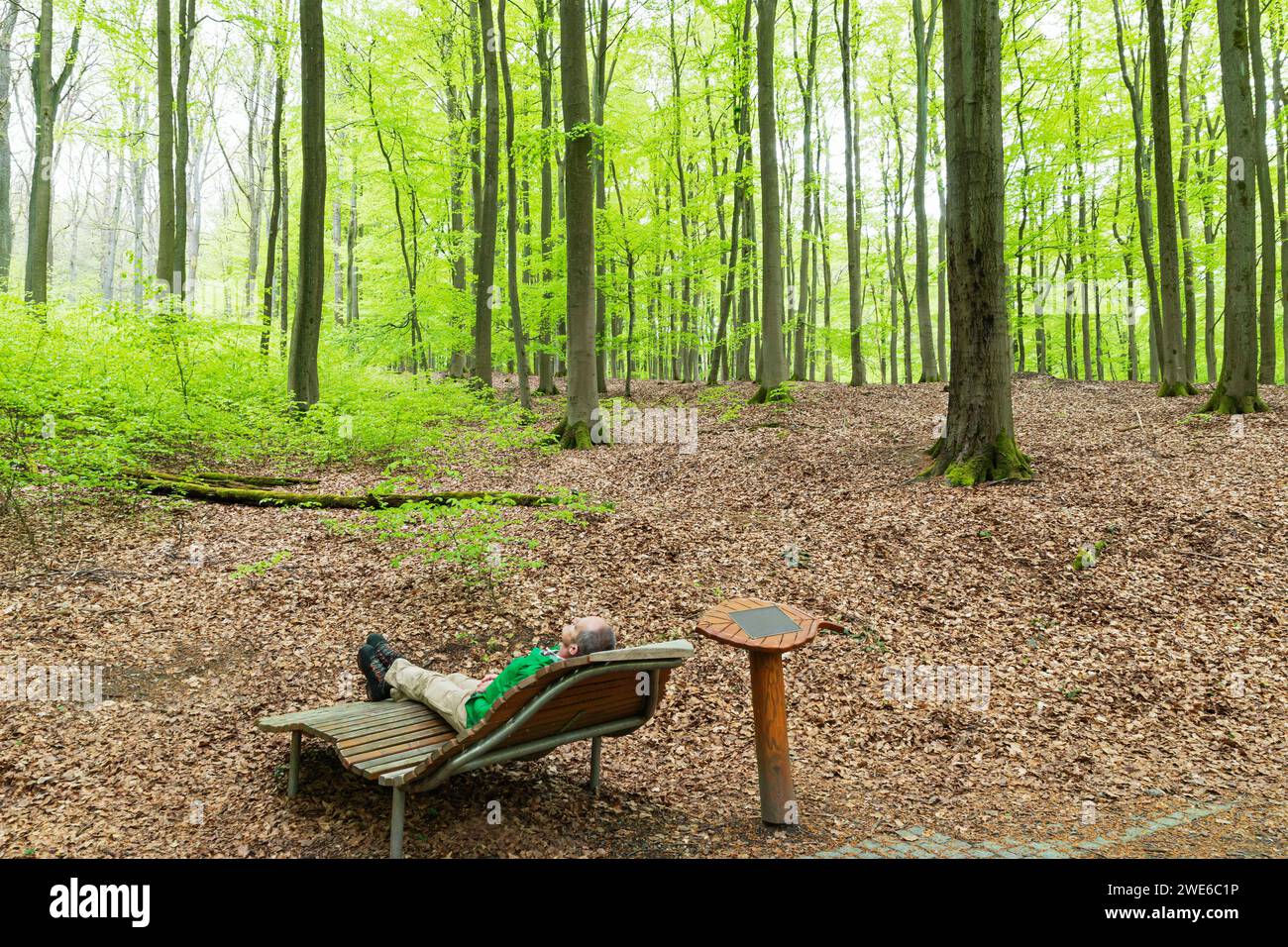 Bench near trees hi-res stock photography and images - Alamy