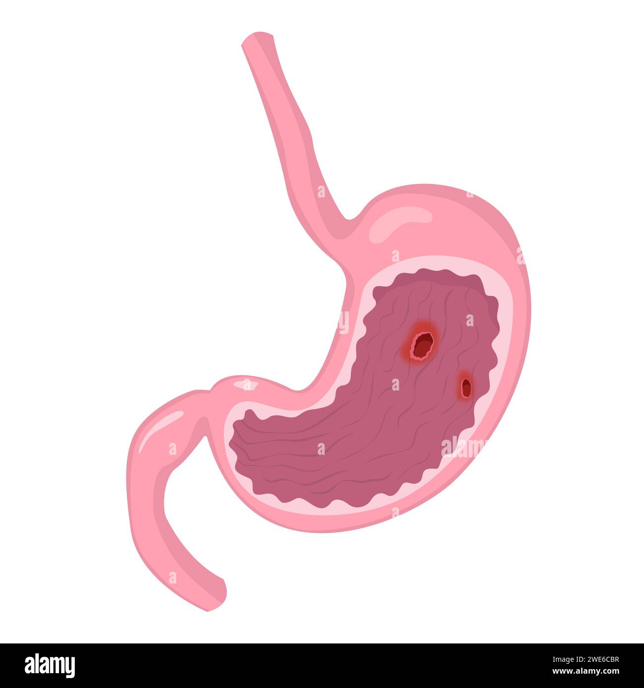Human anatomy illustration for atlas, textbook or study material ...