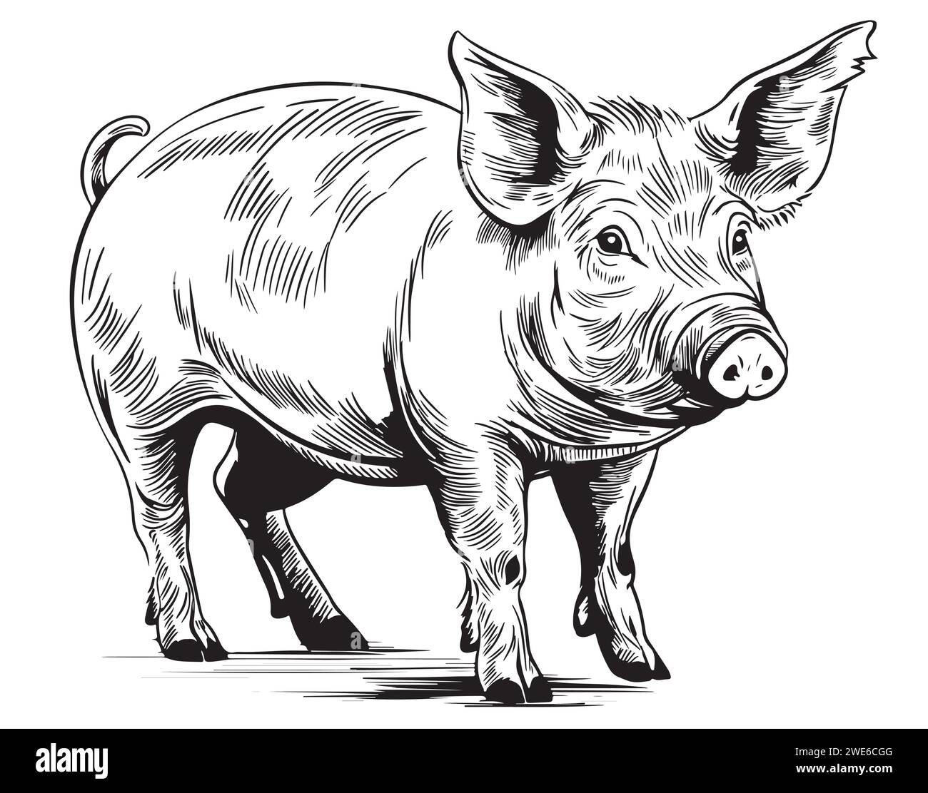 Pig graphics Black and White Stock Photos & Images - Alamy