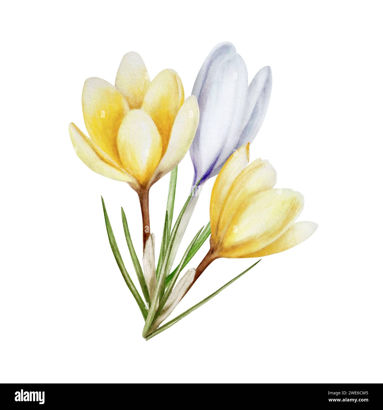 Watercolor composition with yellow and white blooming crocus flower ...