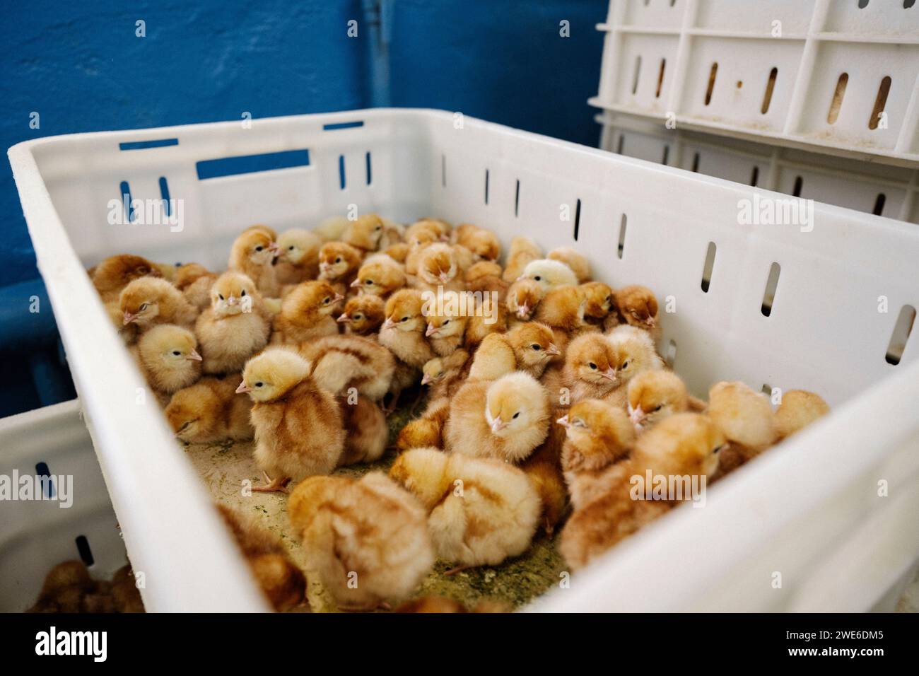 Baby chickens hi-res stock photography and images - Alamy