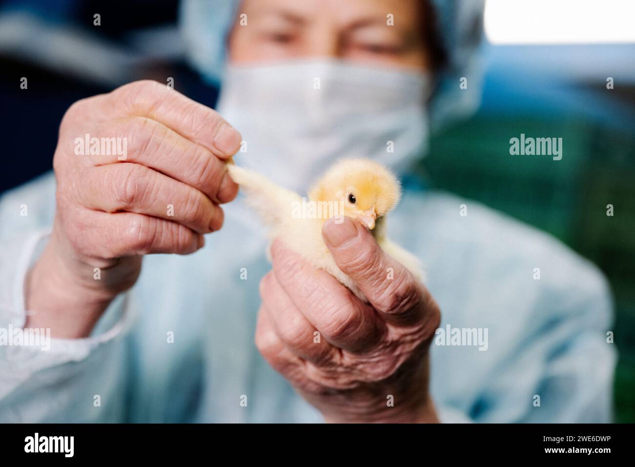 Veterinarian wearing mask and examining chicken Stock Photo - Alamy