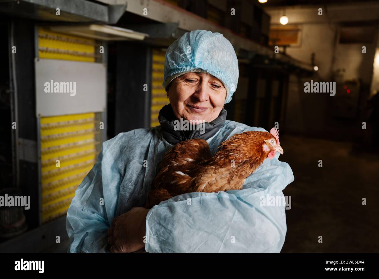 Poultry veterinarian hi-res stock photography and images - Alamy