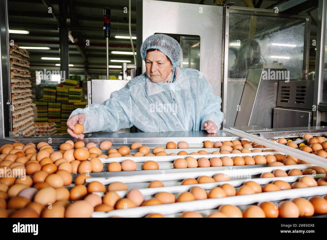 Veterinarian examining quality of eggs in factory Stock Photo - Alamy