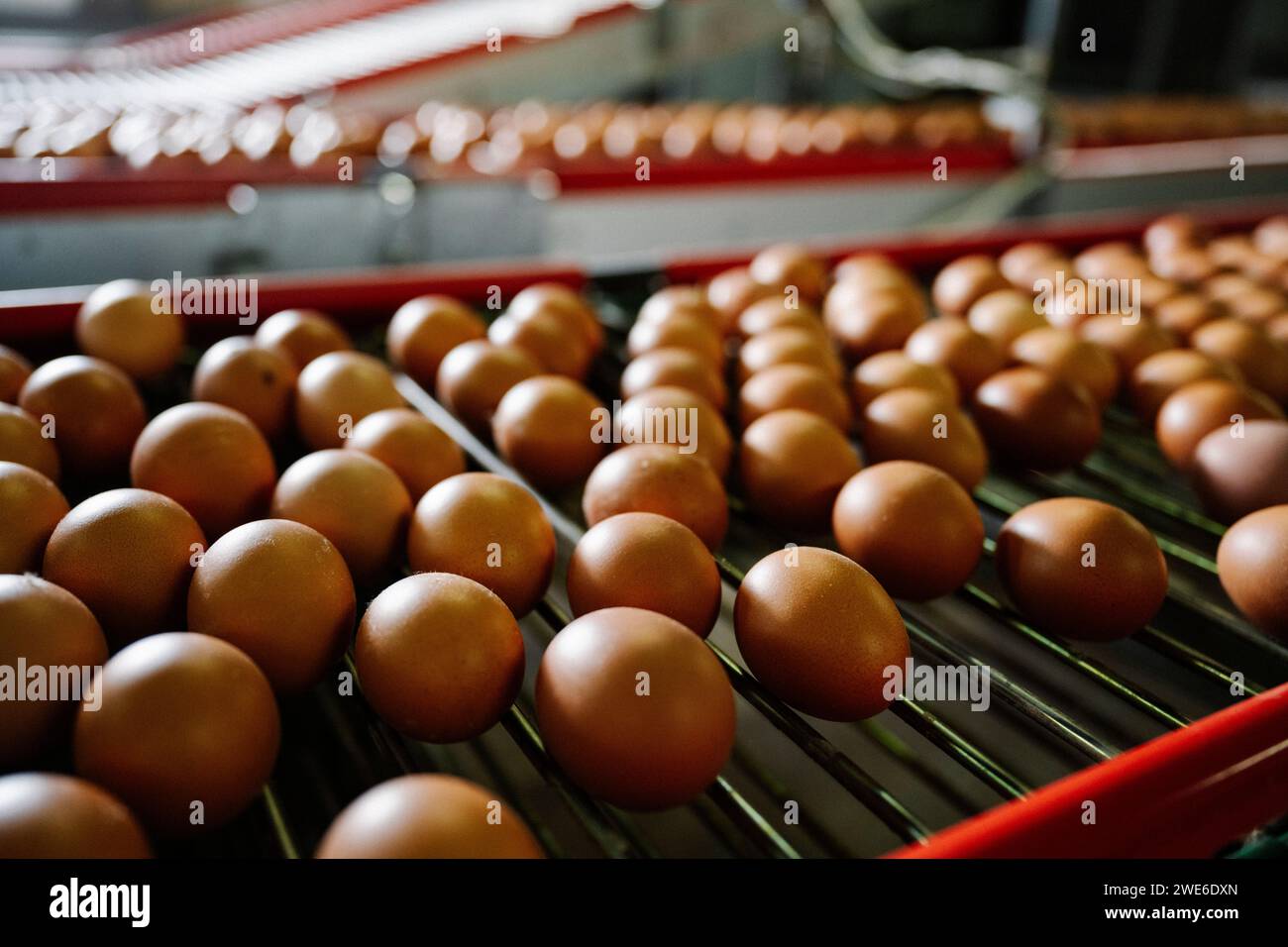 Poultry processing hi-res stock photography and images - Alamy