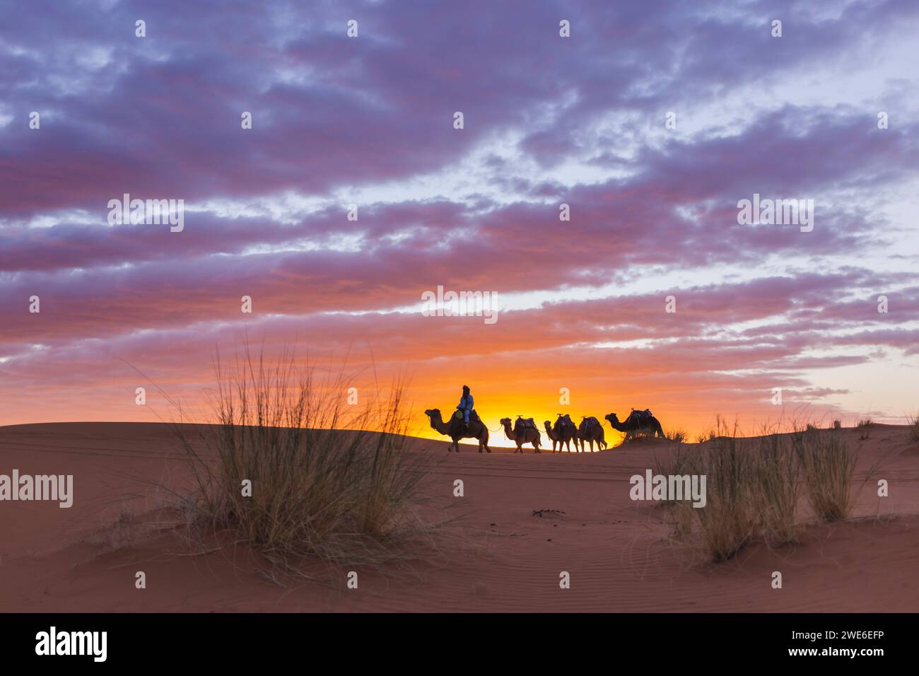 Man leading camels at sunset in Sahara desert, Morocco, Africa Stock ...