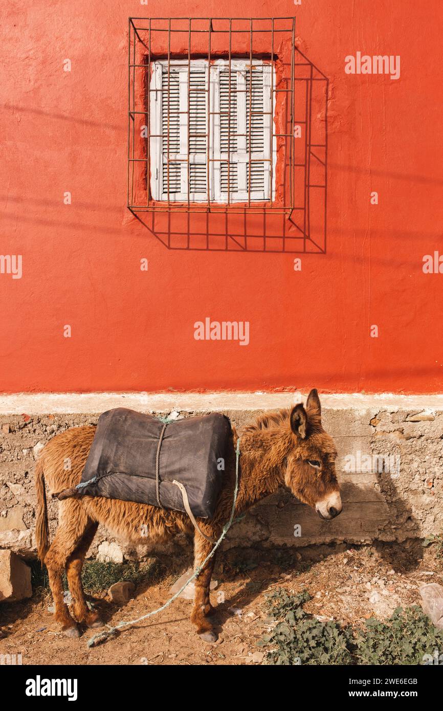 World donkey day hi-res stock photography and images - Alamy