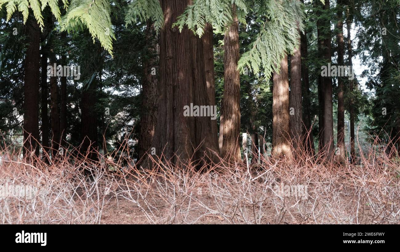 Forest tree trunks Stock Photo - Alamy