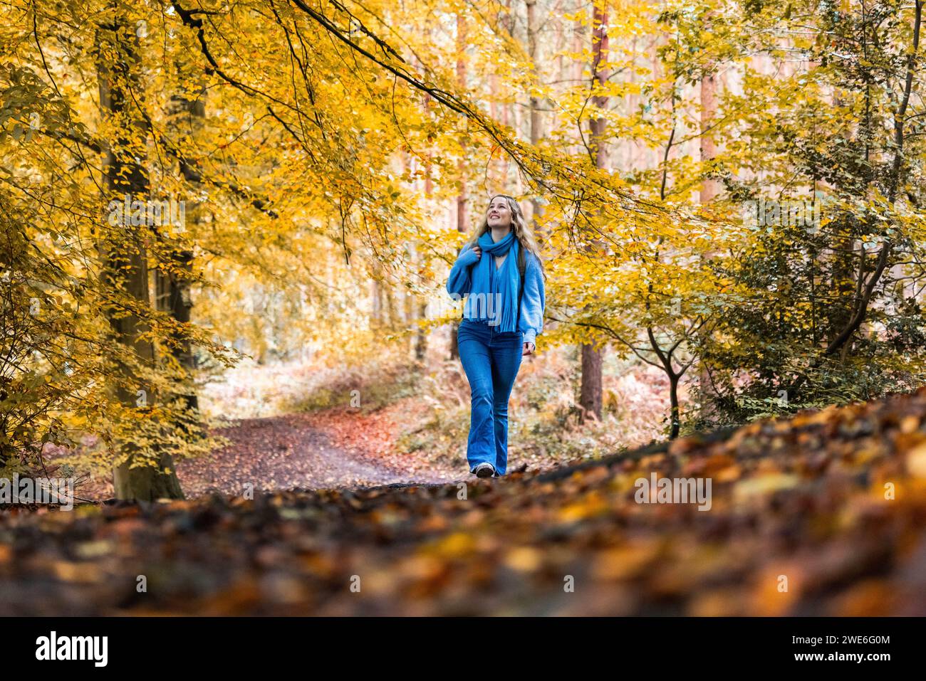 Cannock chase forest hi-res stock photography and images - Alamy