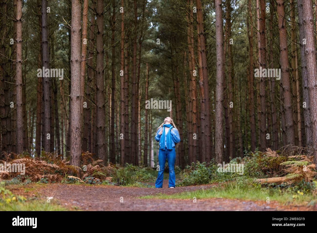 Cannock chase trees hi-res stock photography and images - Alamy