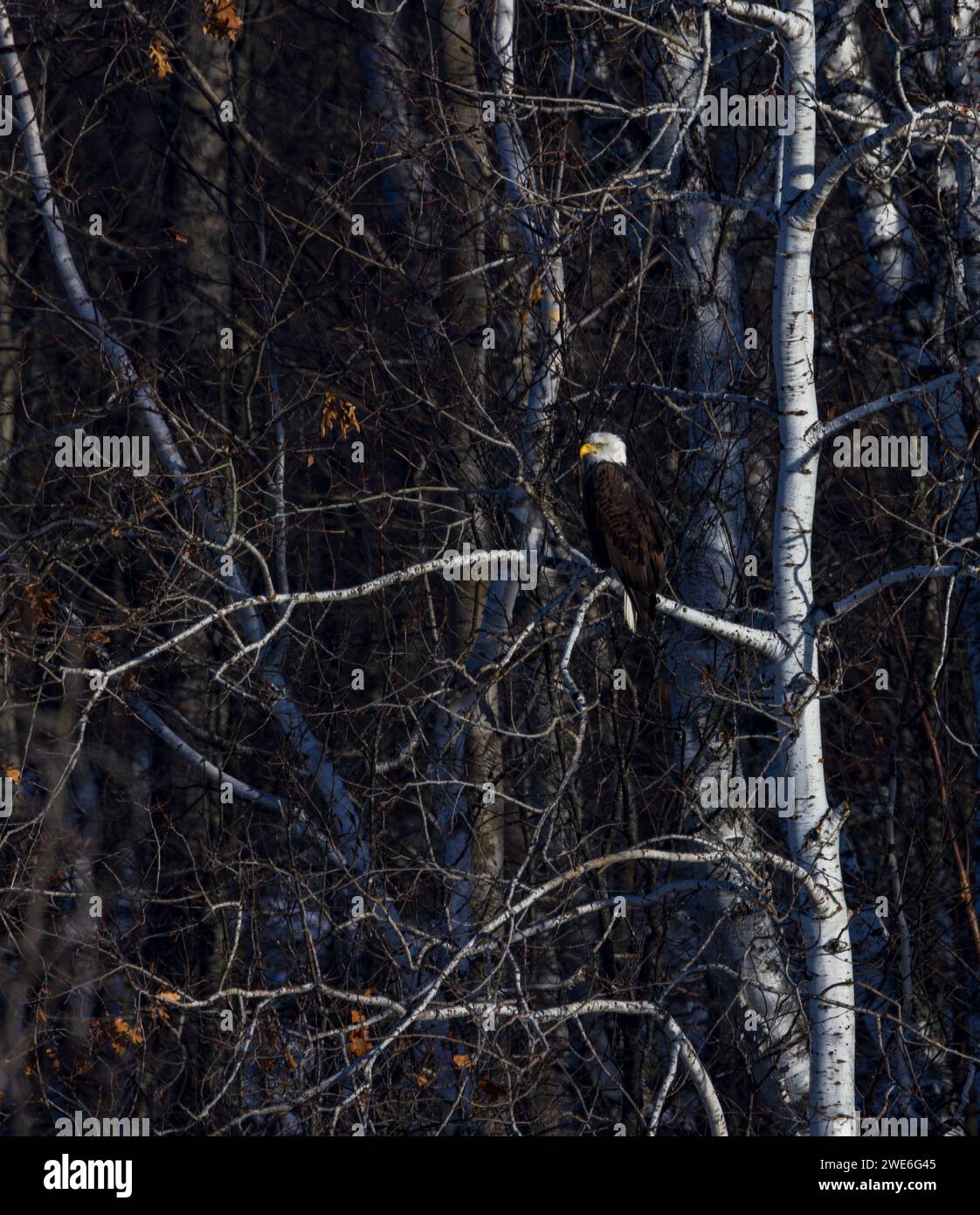 Bald eagle on a December morning in northern Wisconsin Stock Photo - Alamy