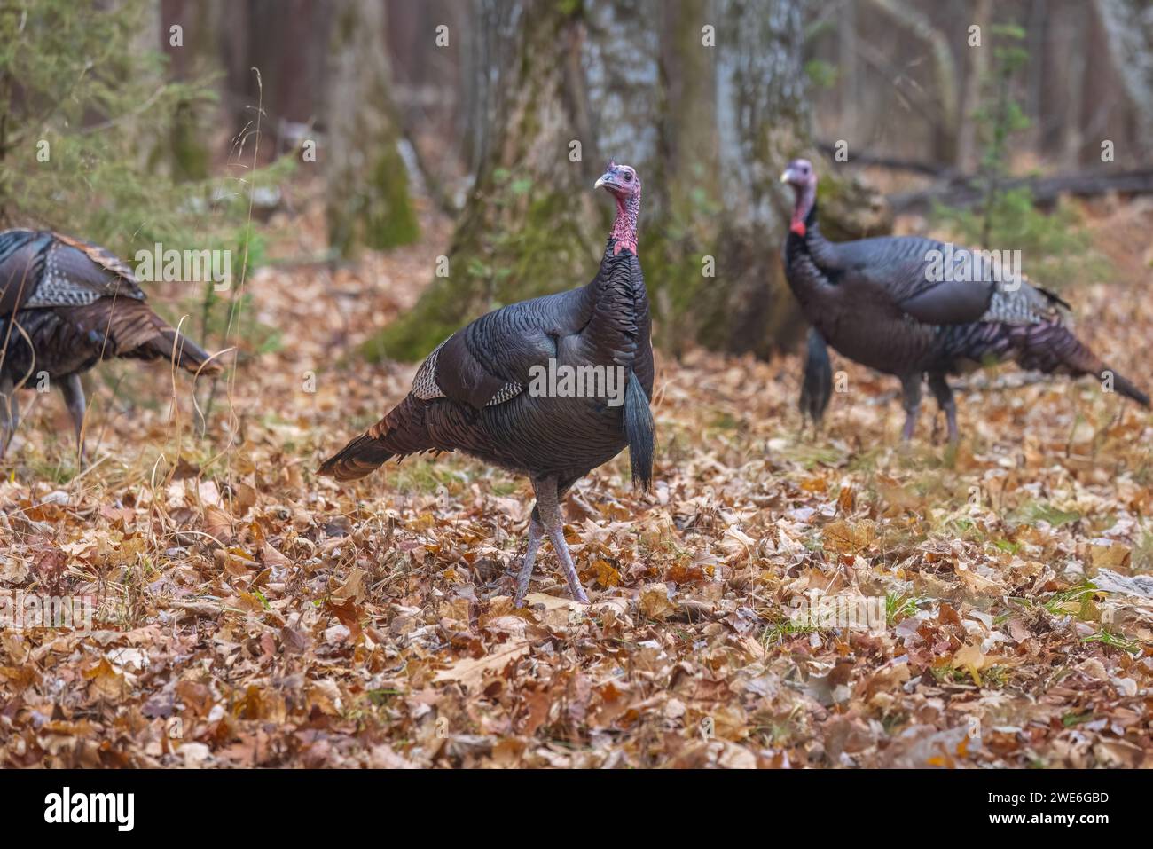 Eastern wild turkeys in a northern Wisconsin woodland Stock Photo - Alamy