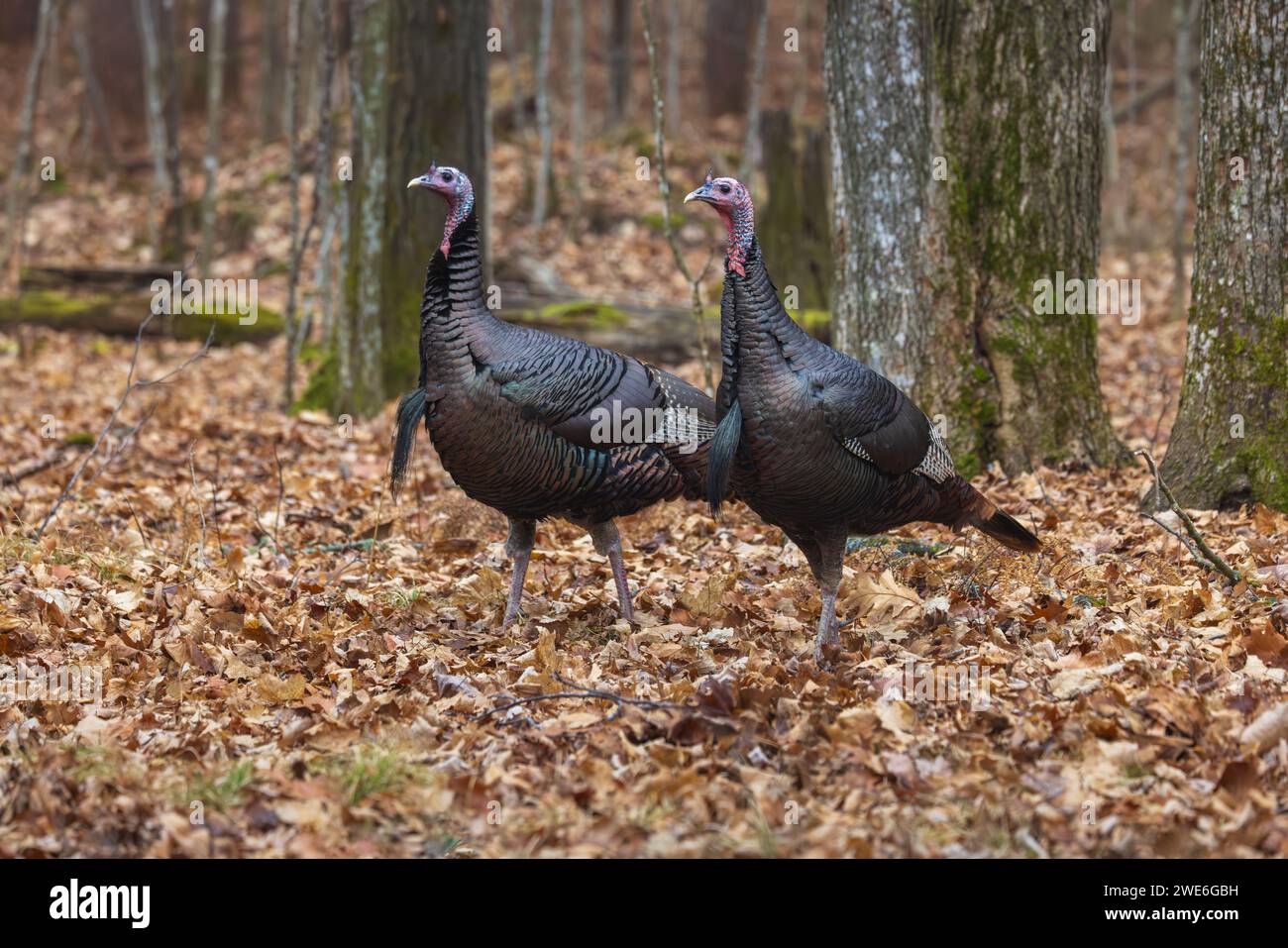 Tom turkeys in northern Wisconsin Stock Photo - Alamy