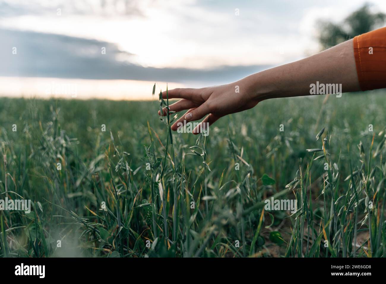 Crops growing hi-res stock photography and images - Alamy