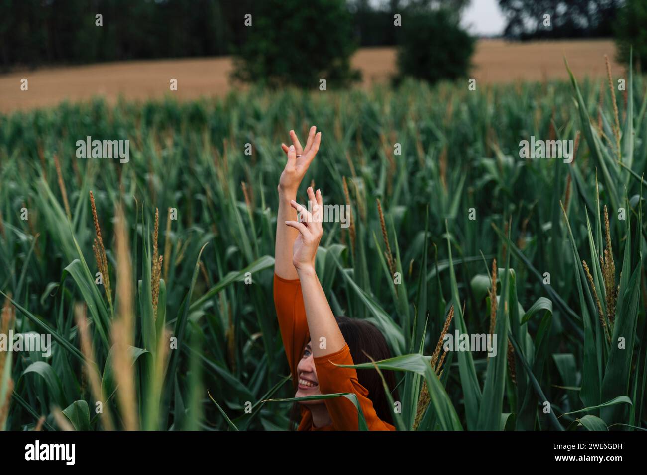 Raised field farming corn hi-res stock photography and images - Alamy