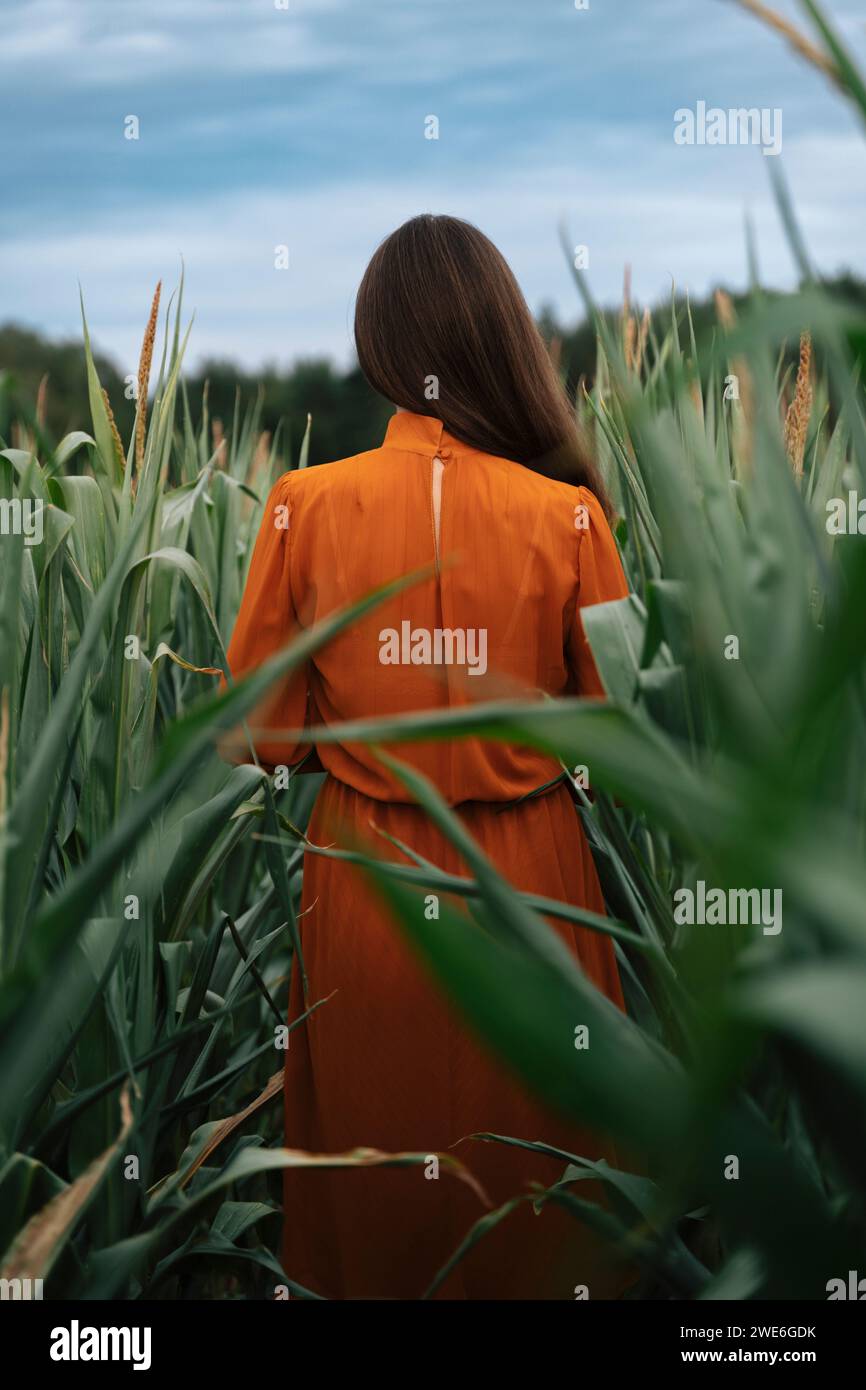 Standing corn crop from hi-res stock photography and images - Alamy