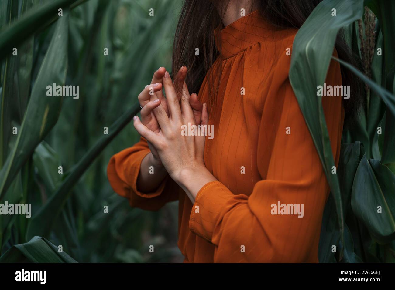 Woman with hands clasped amidst corn crops in field Stock Photo - Alamy