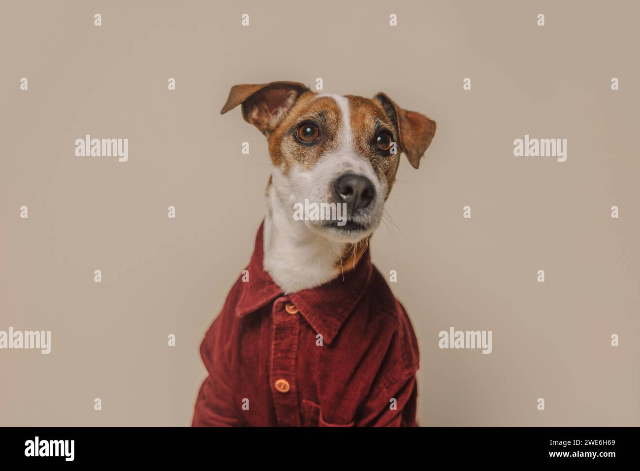 Jack Russell Terrier dog wearing burgundy shirt against beige ...