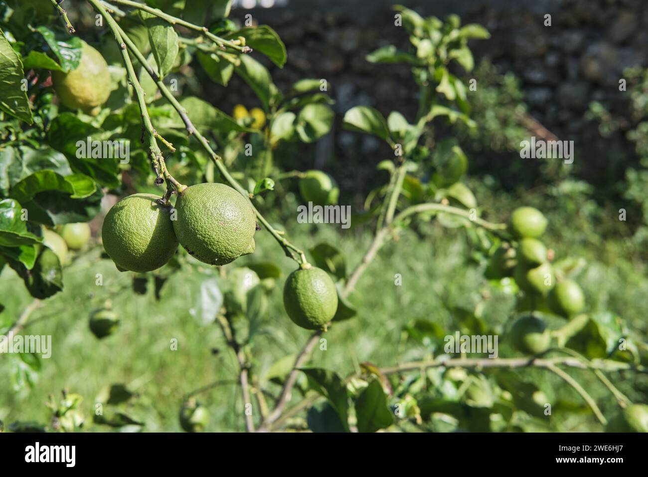Green limes on tree hi-res stock photography and images - Alamy