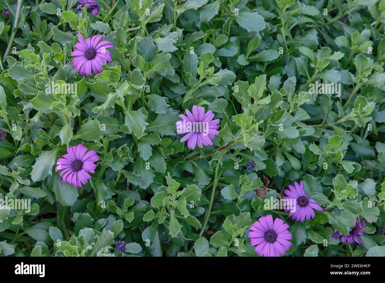 Violet daisy flower in blooming Stock Photo - Alamy