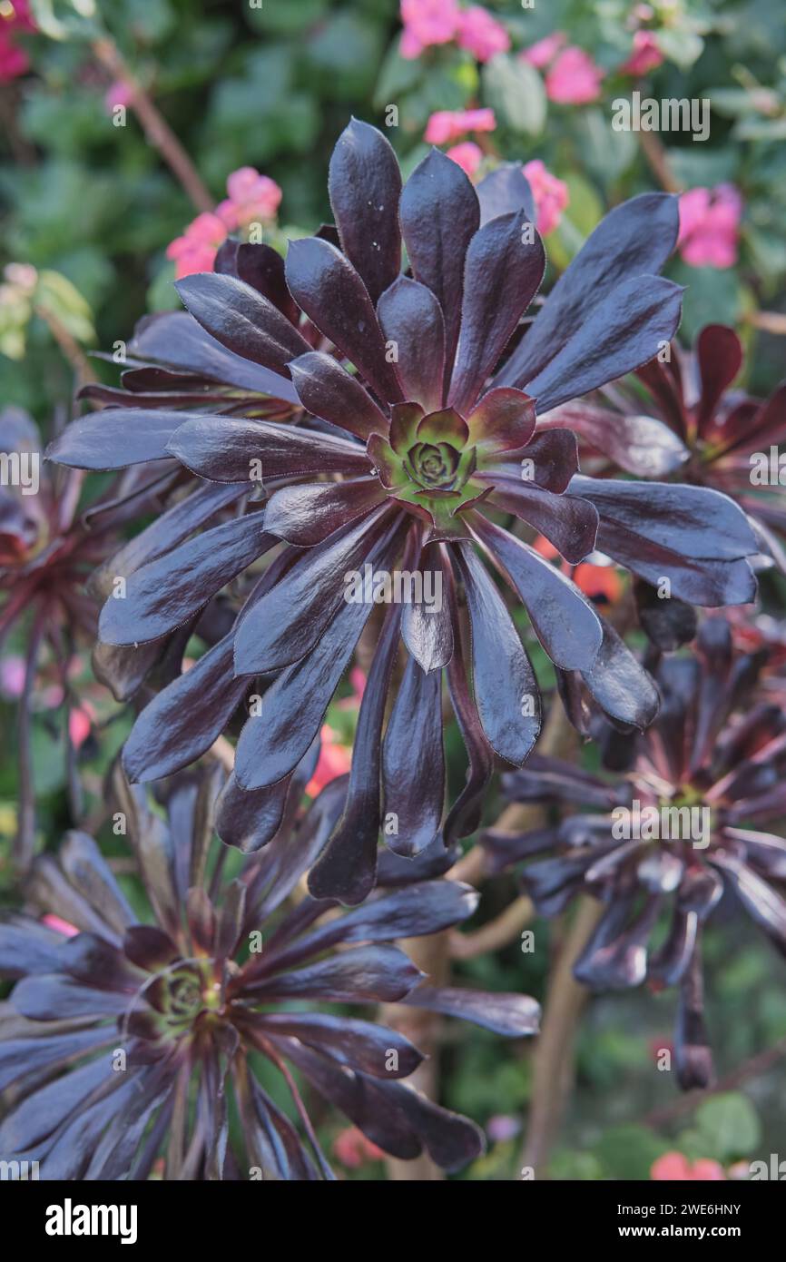 Green rose succulent hi-res stock photography and images - Alamy