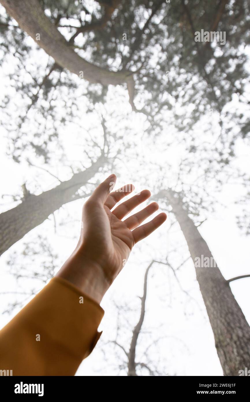 Worms eye view tree canopy hi-res stock photography and images - Alamy