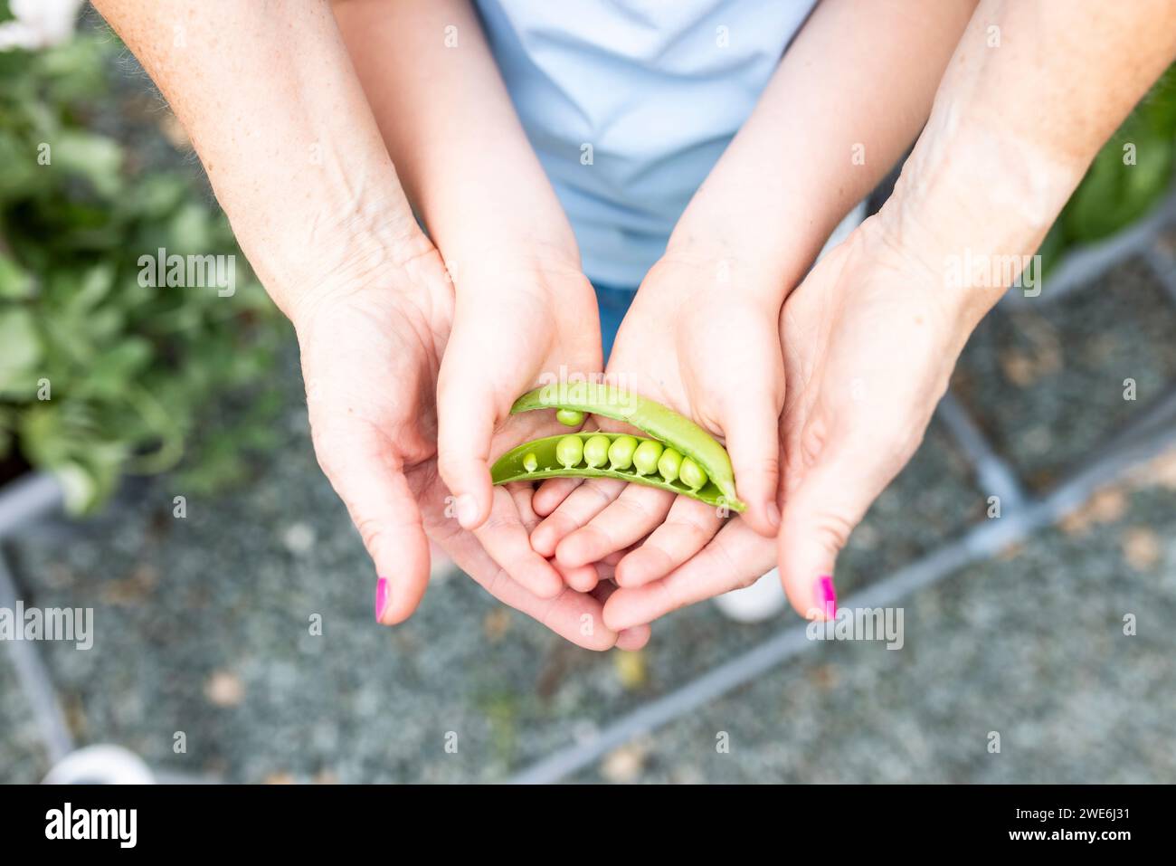 Hands of mother and daughter holding green pea pod at garden Stock ...