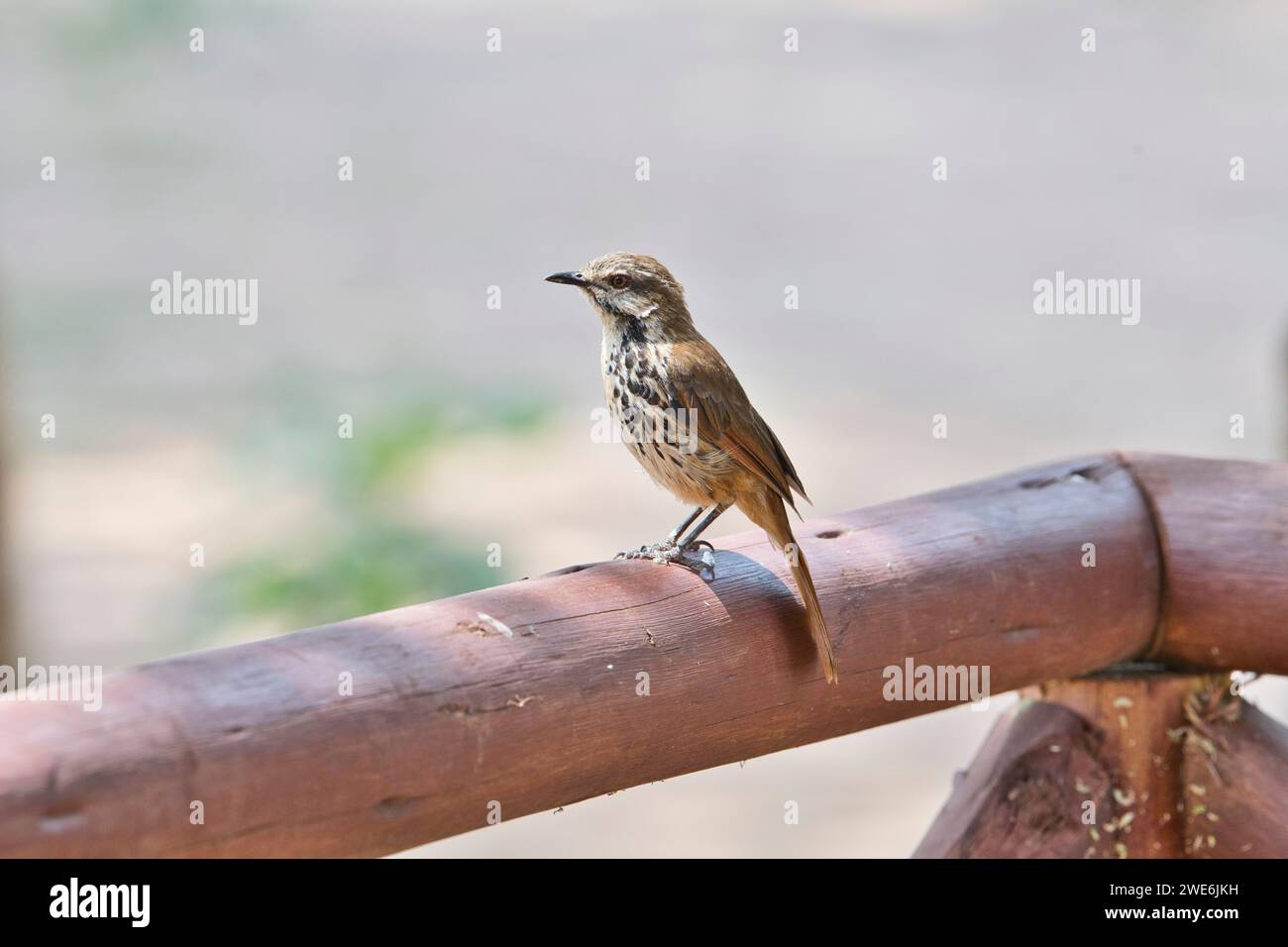 Spotted palm-thrush (Cichladusa guttata), also known as the spotted ...