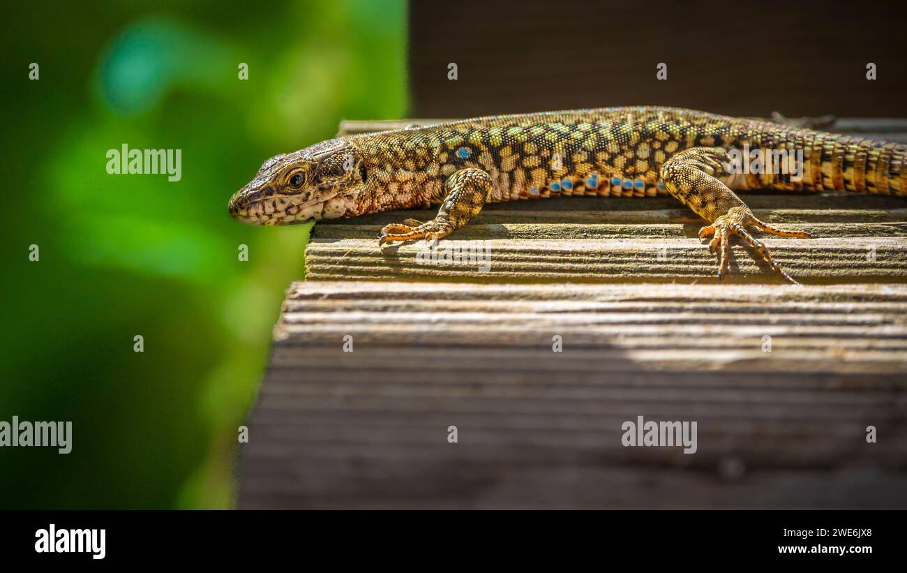 Portrait of spotted lizard lying on wooden surface Stock Photo - Alamy