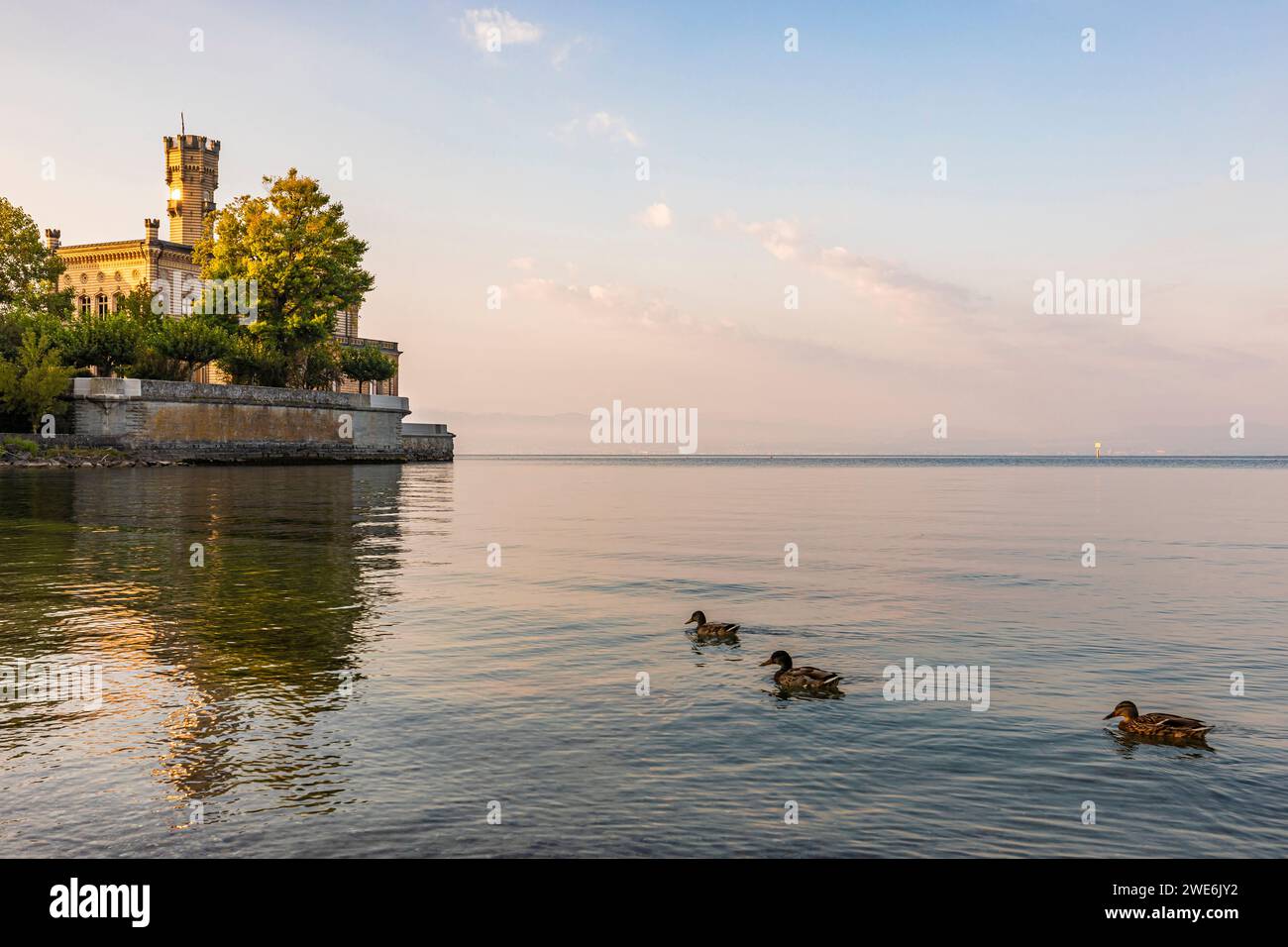 Germany, Baden-Wurttemberg, Langenargen, Ducks swimming in front of ...